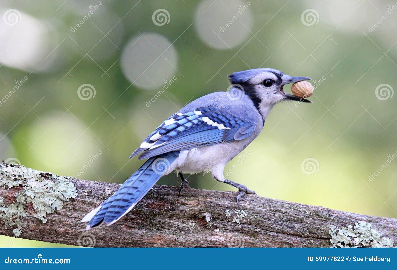 Arrendajo azul hambriento foto de archivo. Imagen de garra - 59977822