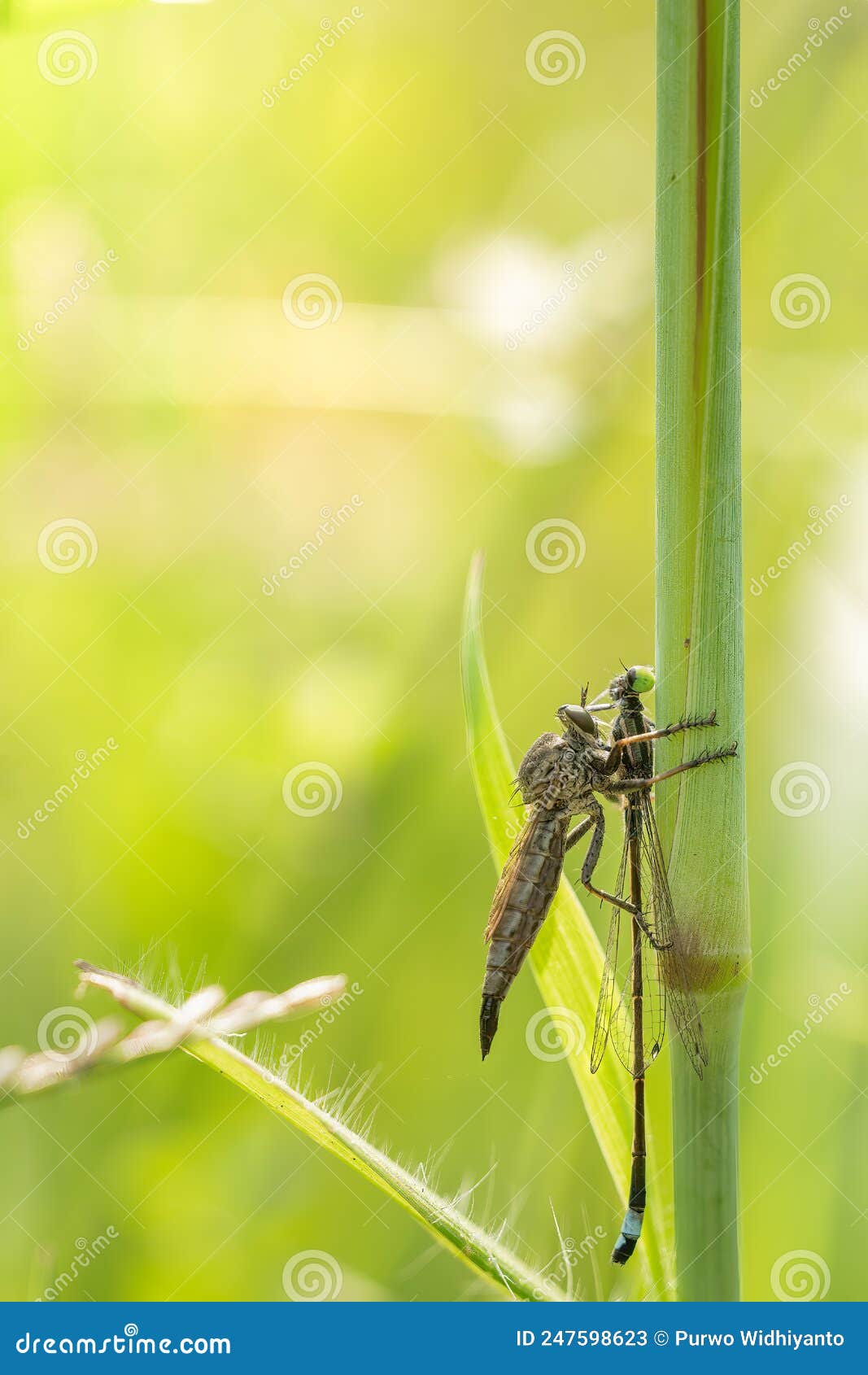 Arrested busted bugs stock image. Image of wing, invertebrate - 247598623