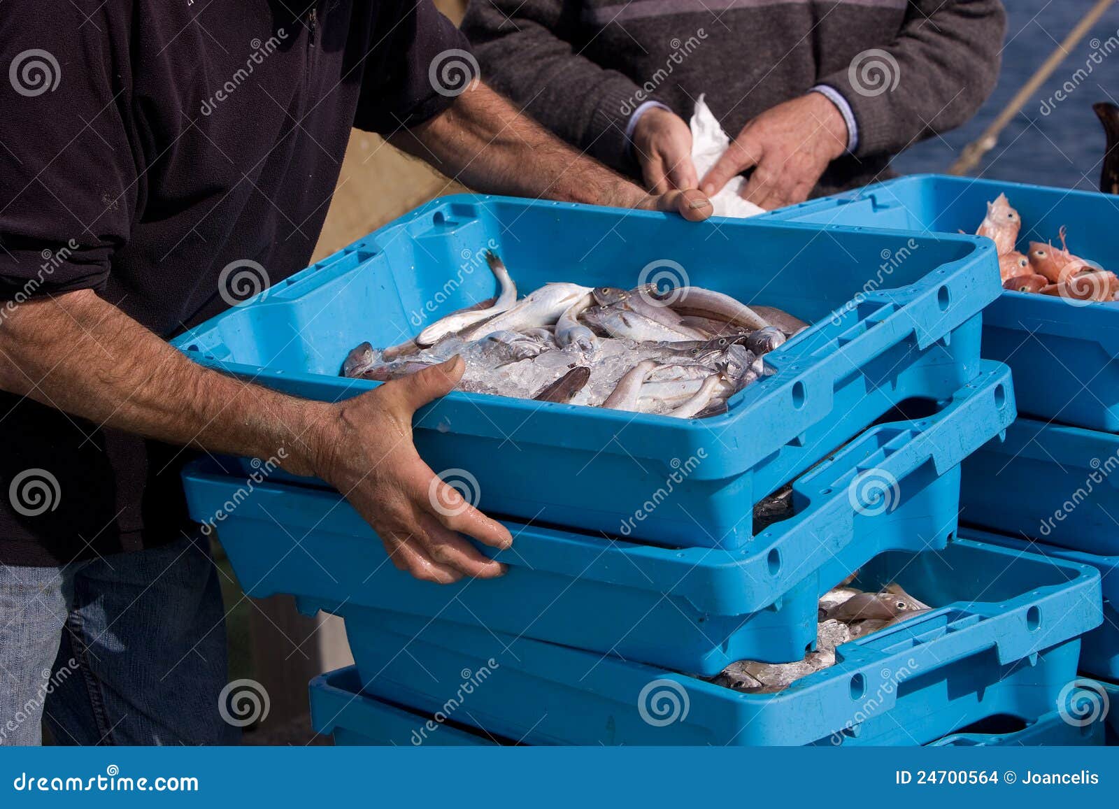 Arrival of fish at port stock photo. Image of fresh, work - 24700564