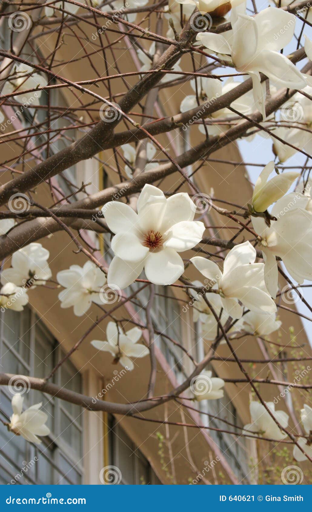 Arrival of spring stock image. Image of flower, colorful - 640621