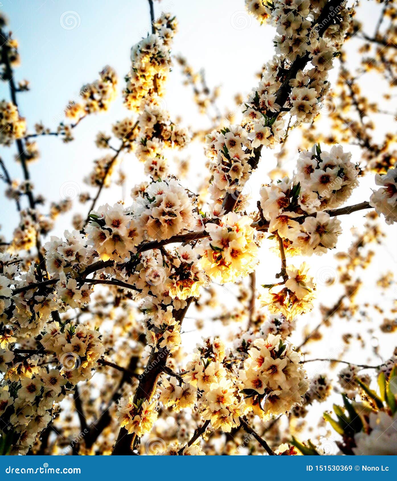 The Arrival of Spring stock image. Image of flowers - 151530369