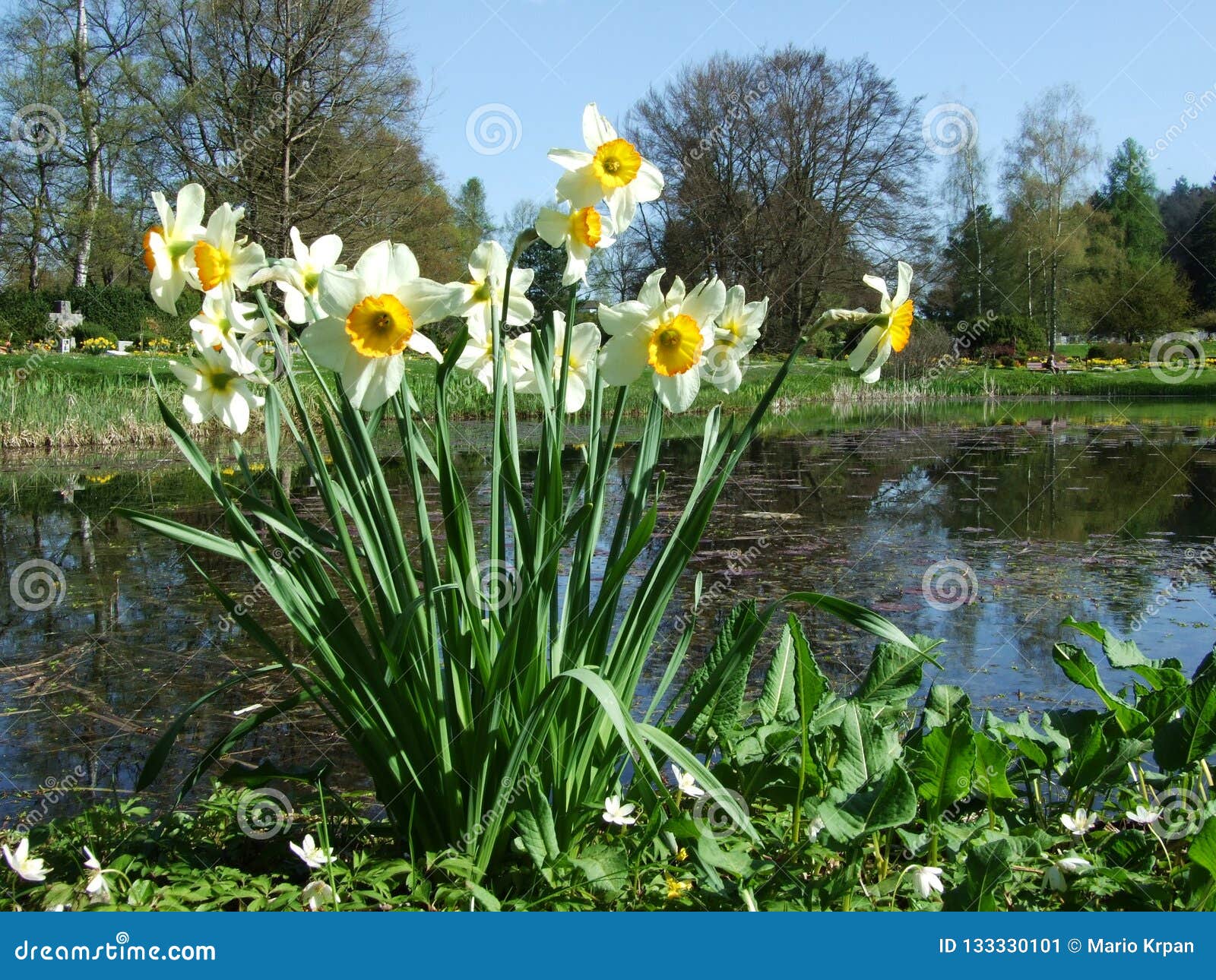 Arrival of Spring and Awakening of Nature Stock Image - Image of garden ...