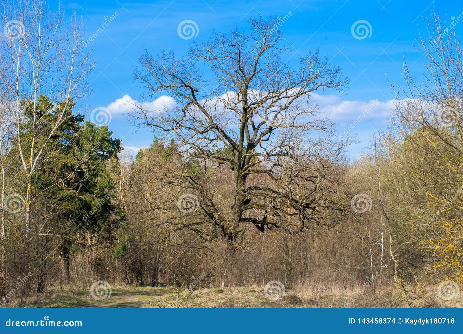 The Arrival of Spring in the Forest, Buds on the Trees Bloom, Foliage ...