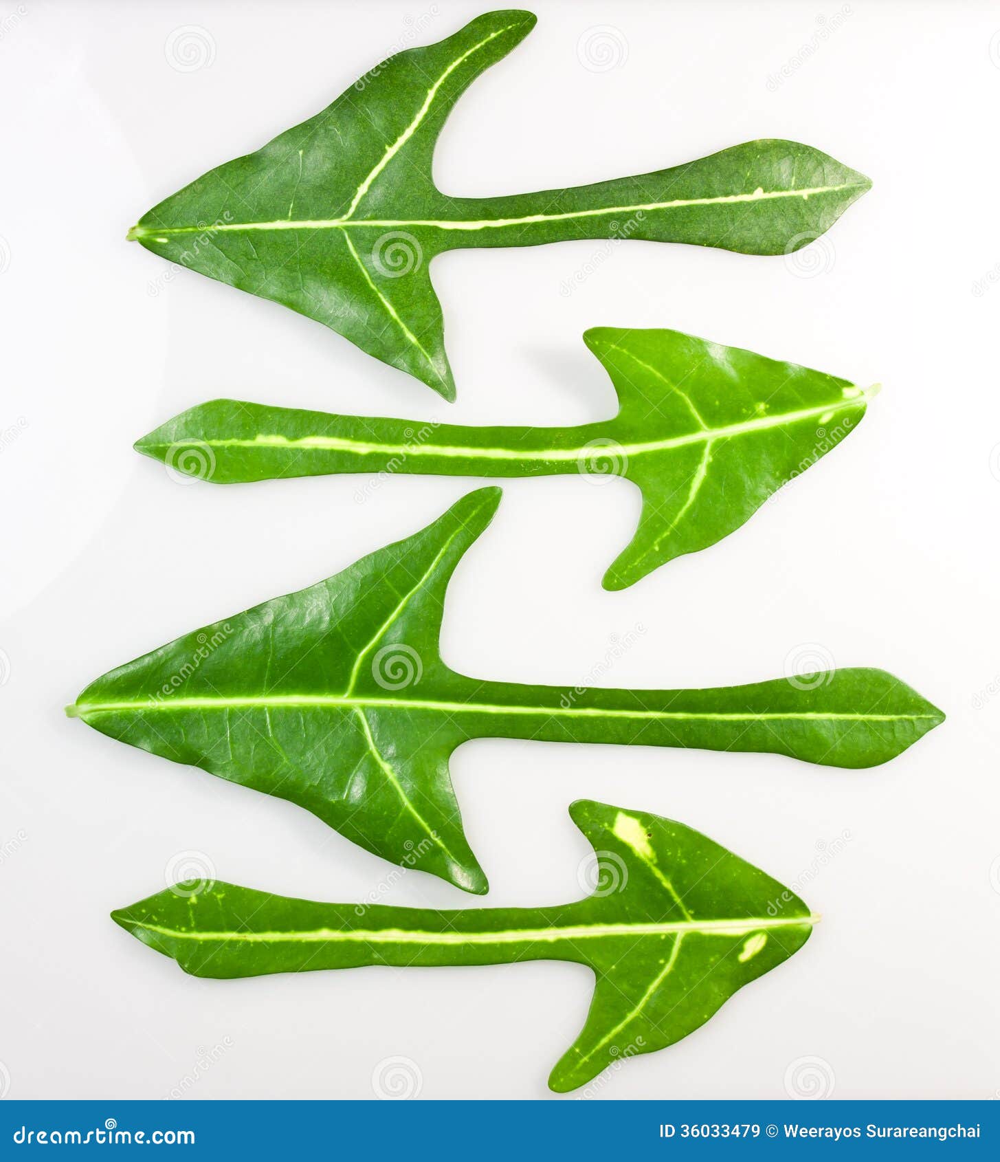 Arrow of Beautiful Green Leaves Stock Image - Image of life, croton ...
