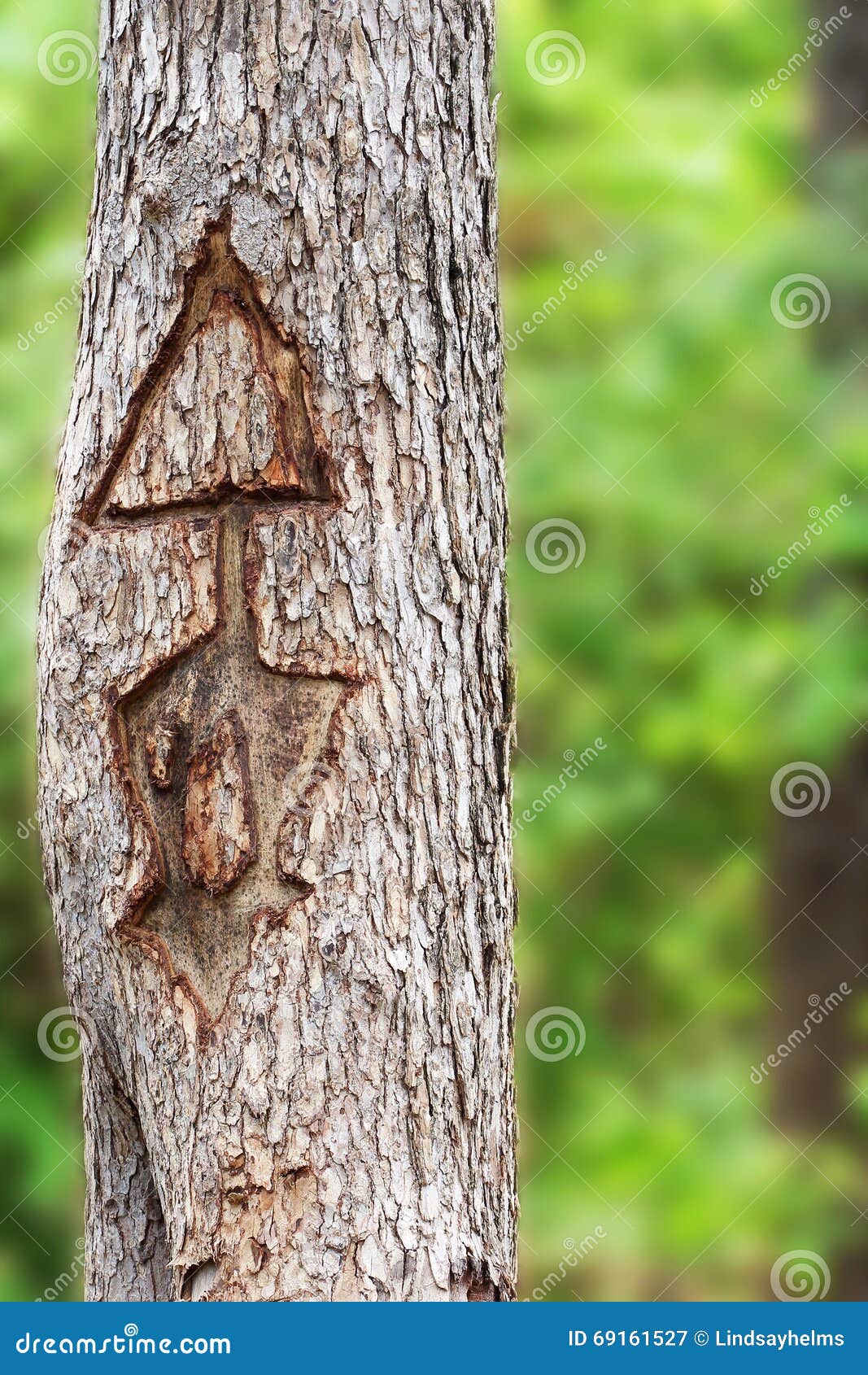 Arrow carved in tree stock image. Image of voyage, brown - 69161527