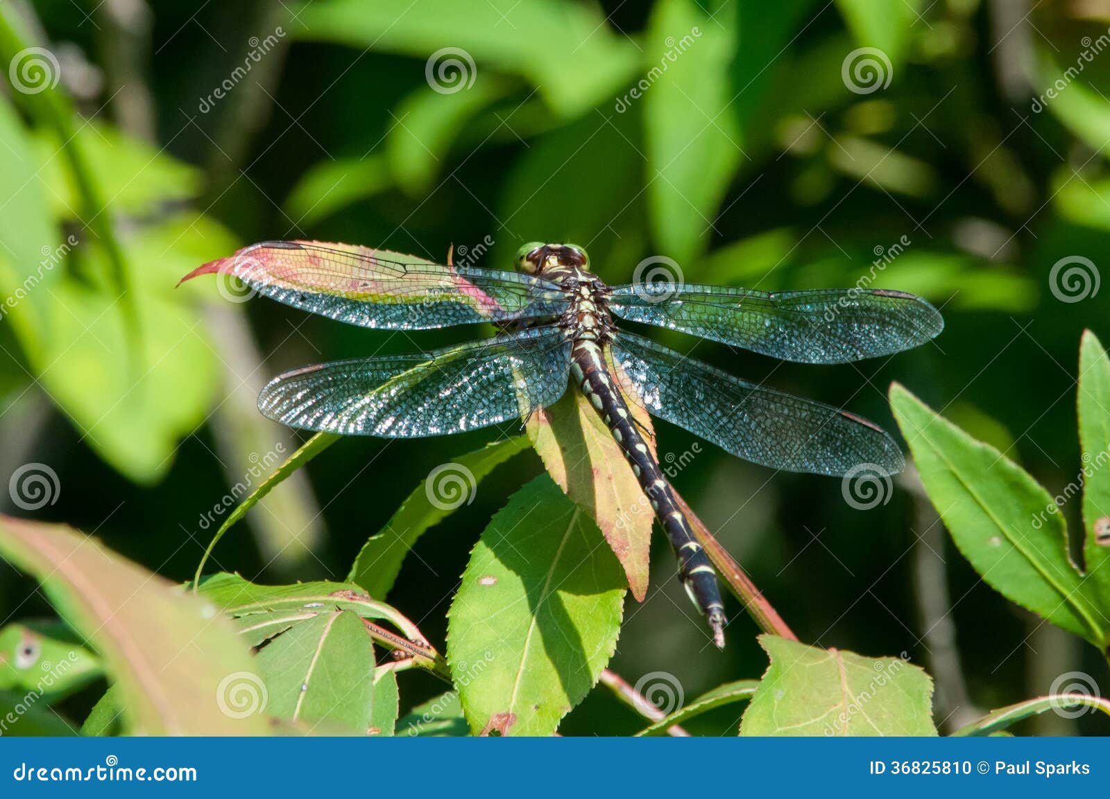 Arrow Clubtail Dragonfly stock photo. Image of backyard - 36825810