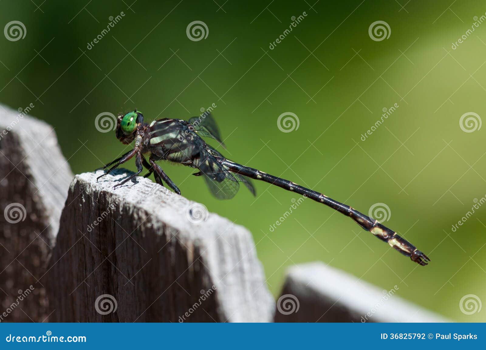 Arrow Clubtail Dragonfly stock photo. Image of gomphidae - 36825792