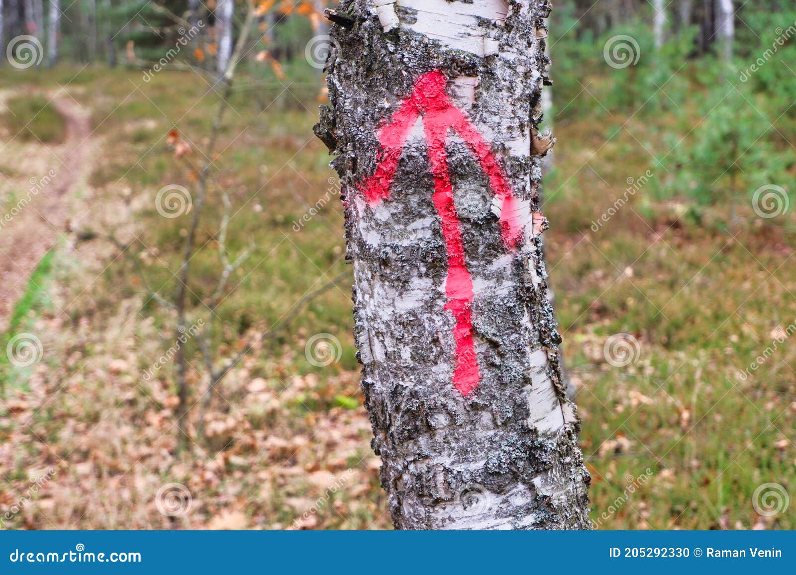 Arrow or Direction Sign on a Tree Trunk with Bright Paint. Stock Photo ...