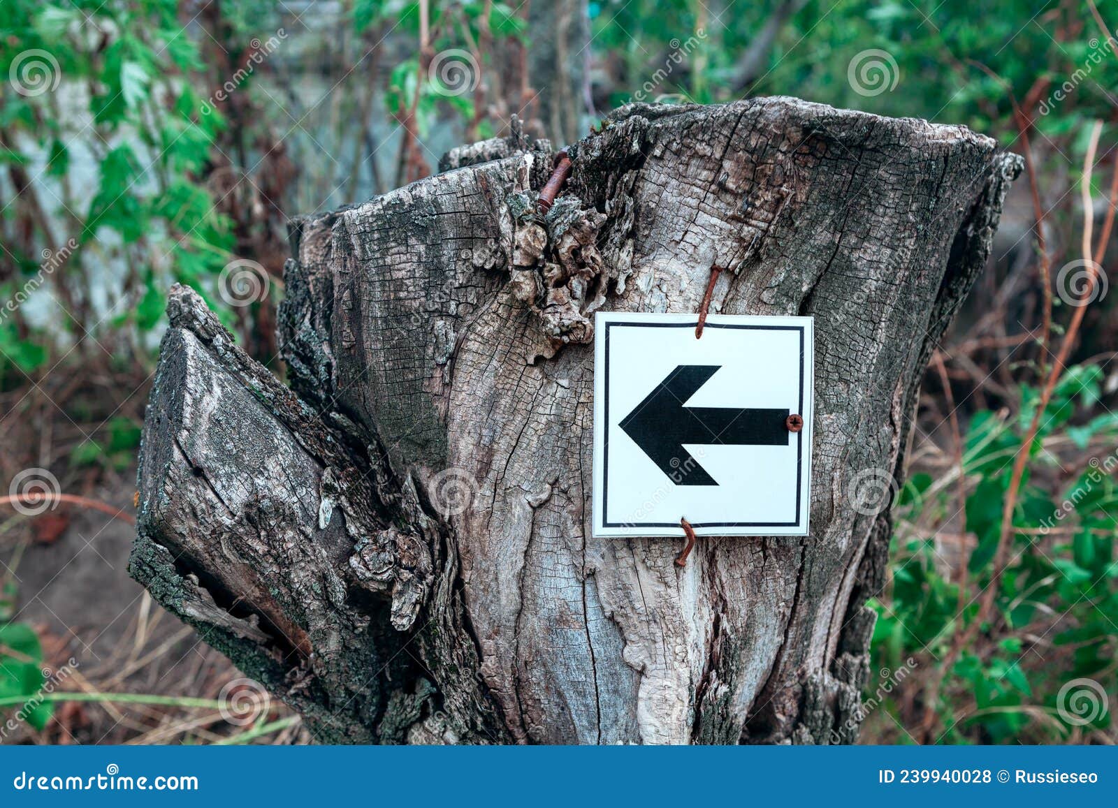 Arrow Indicator on the Stump Stock Photo - Image of reserve, point ...