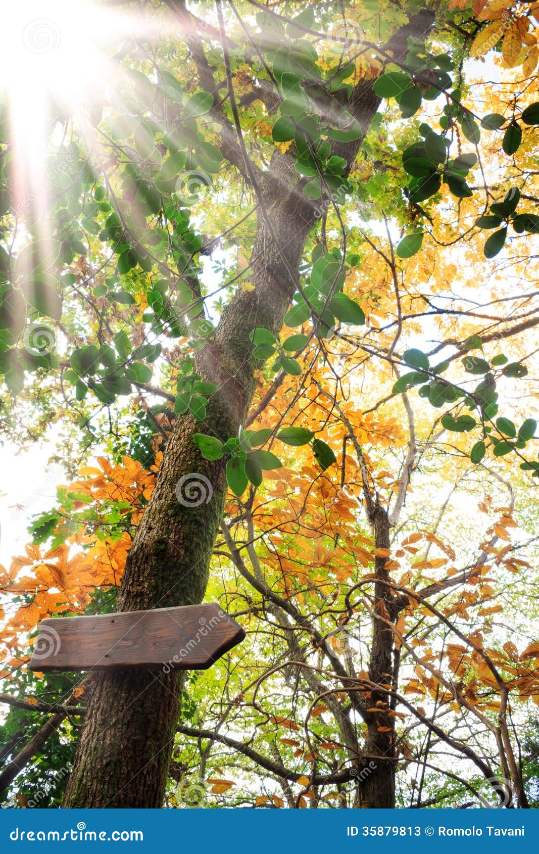 Arrow on a Nature Trail - Sunny Autumn Foliage Stock Image - Image of ...
