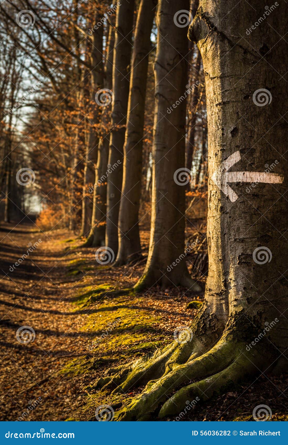 Arrow painted on a tree stock photo. Image of season - 56036282