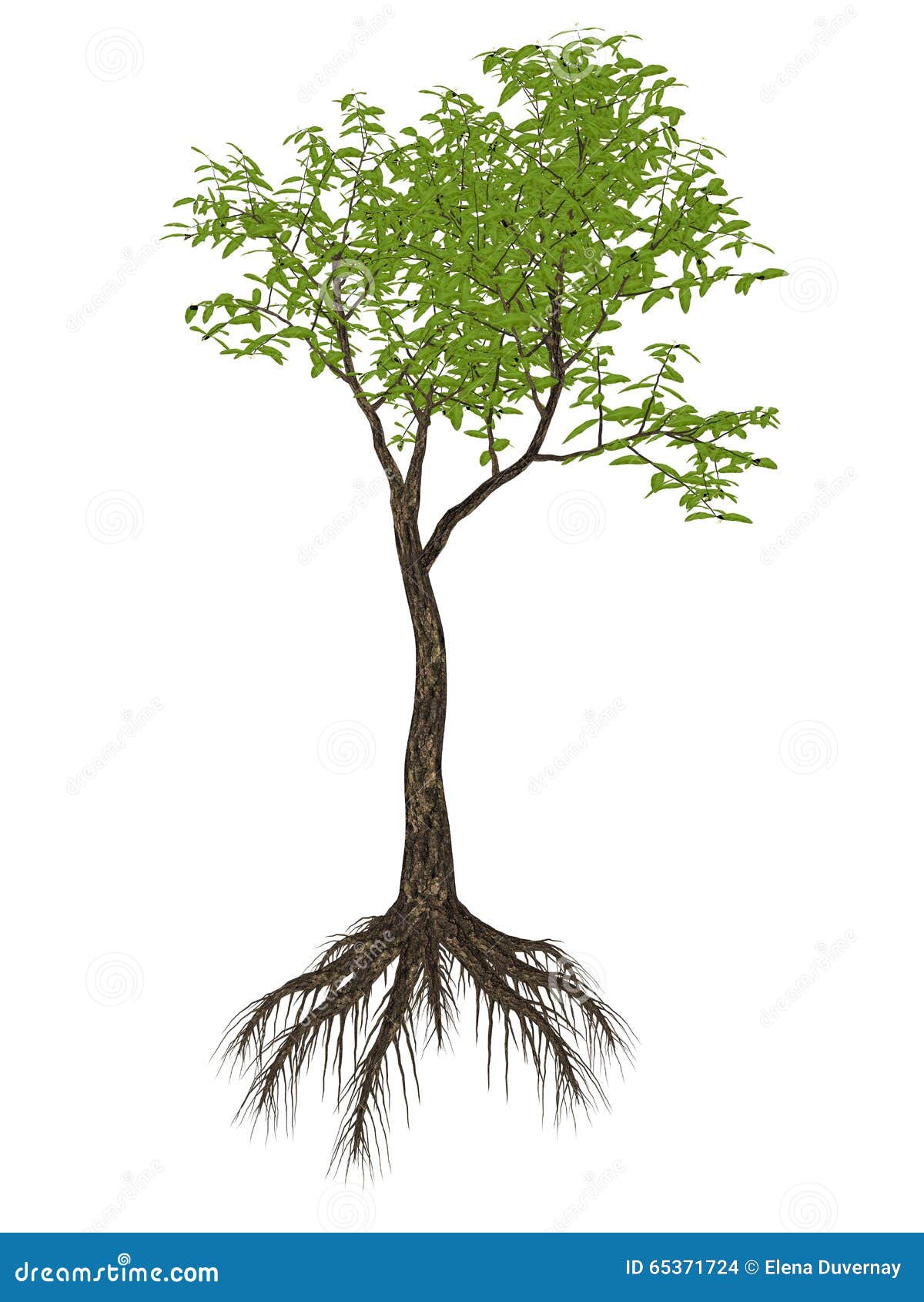 Poison-arrow Frog Cartoon Vector | CartoonDealer.com #13248045