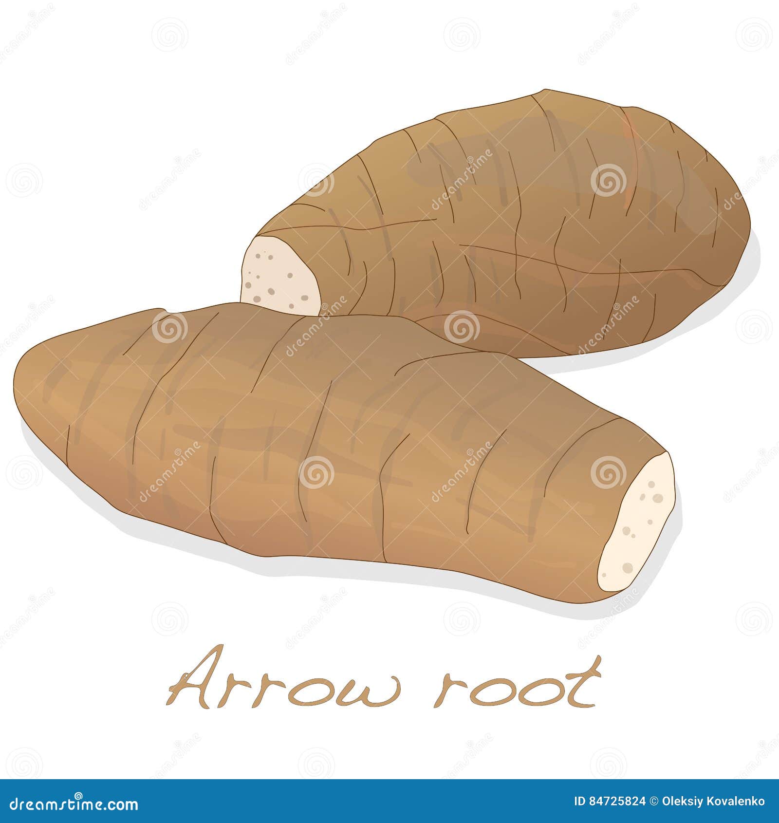 Arrow root plant isolated stock vector. Illustration of asian - 84725824