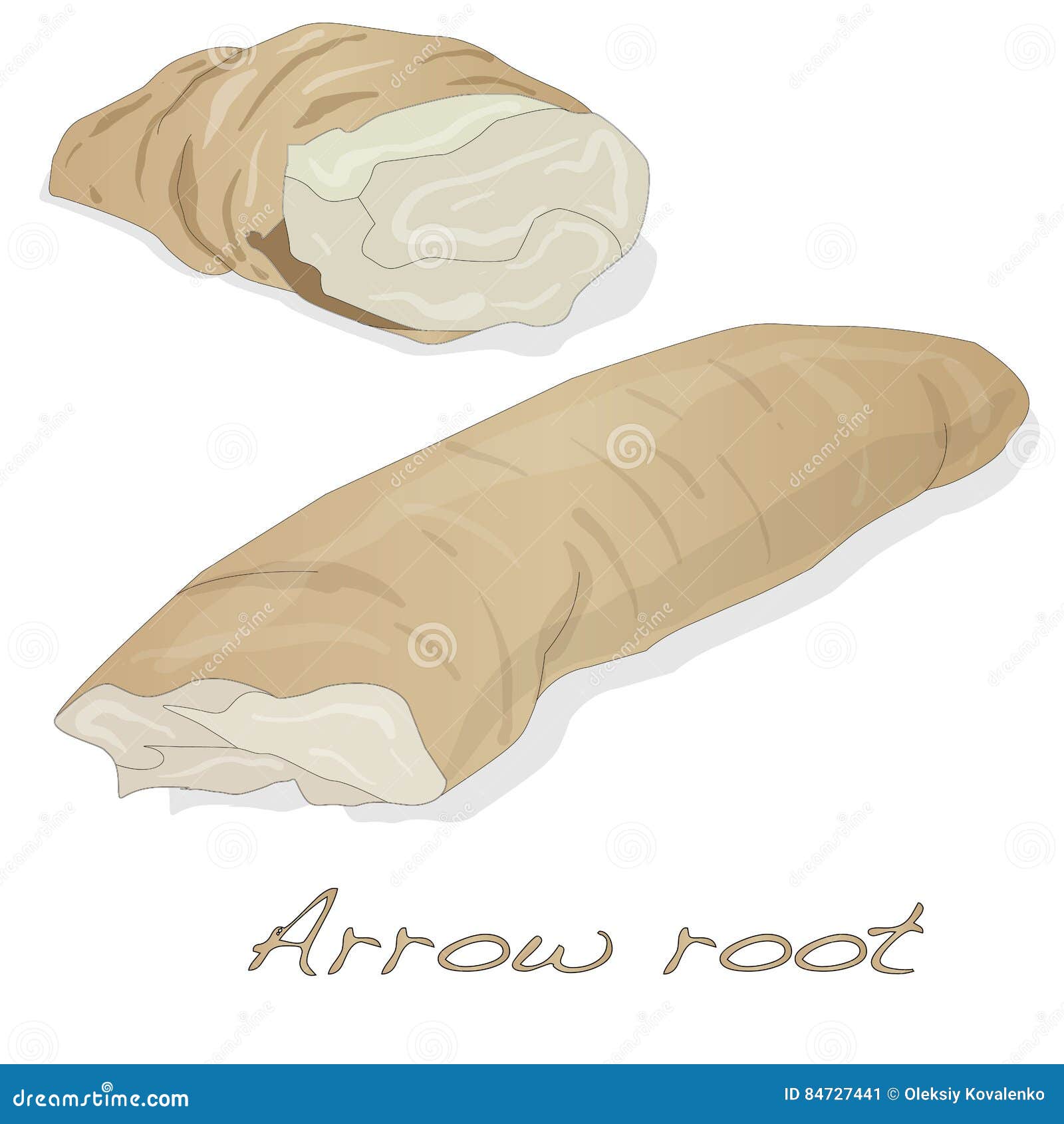 Arrow root plant vector stock vector. Illustration of healthy - 84727441