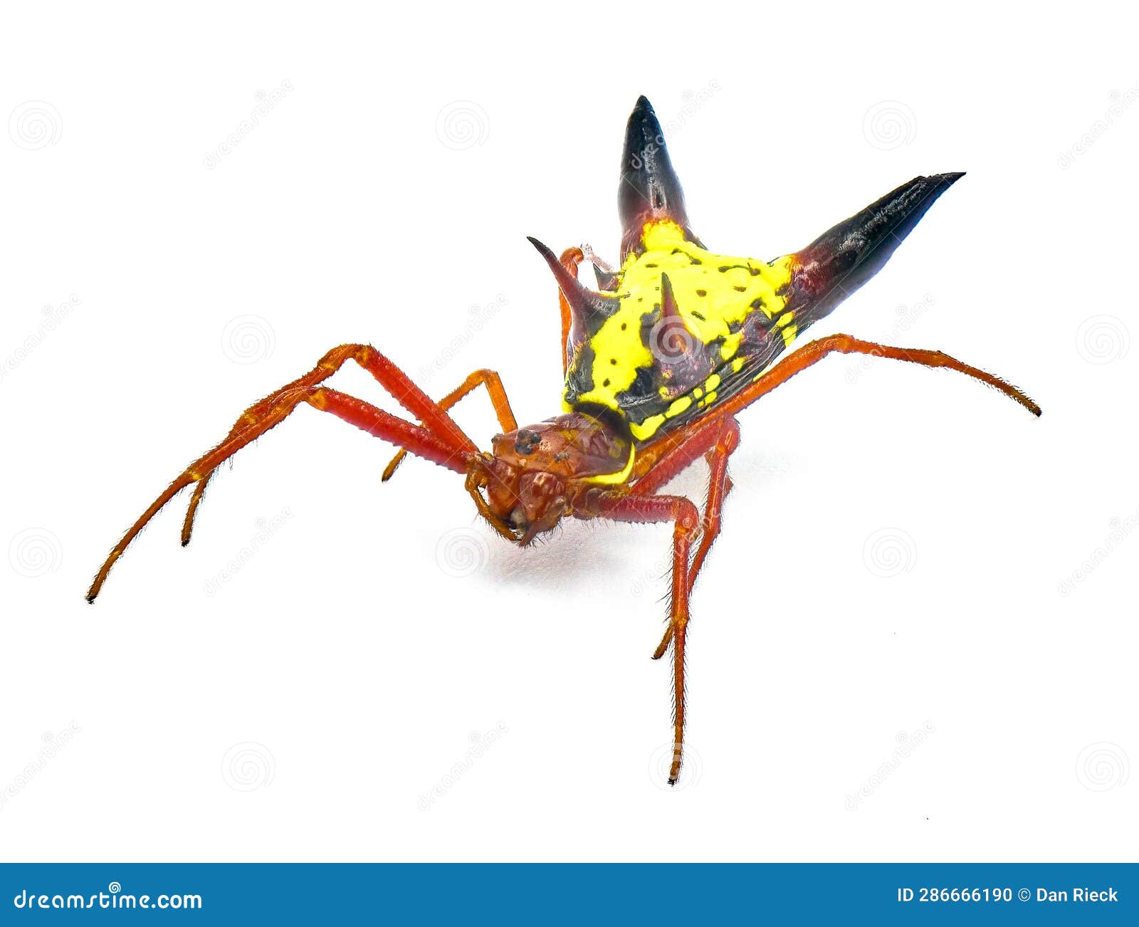 Arrow Shaped Micrathena Orbweaver or Orb Weaver Spider - Micrathena ...