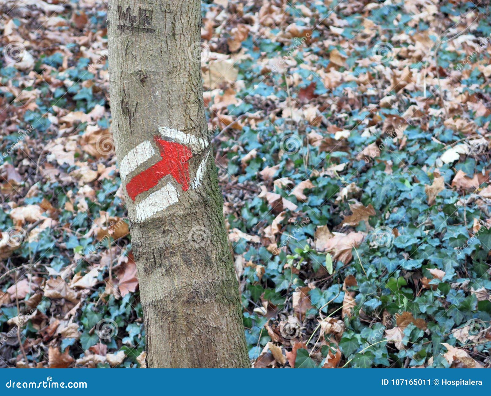 Path Marking on a Tree stock image. Image of hiking - 107165011