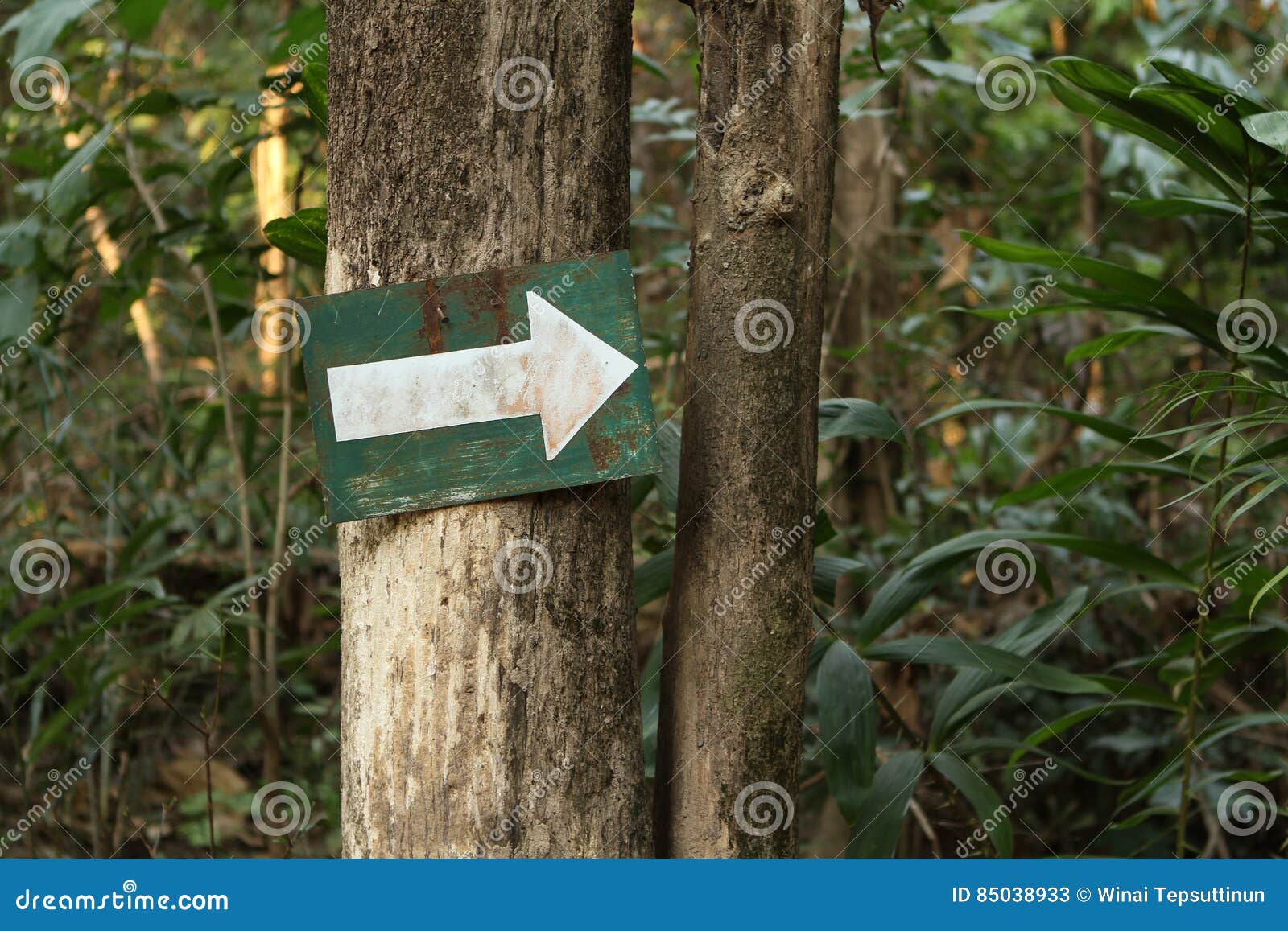 Arrow sign on tree stock image. Image of icon, park, wild - 85038933