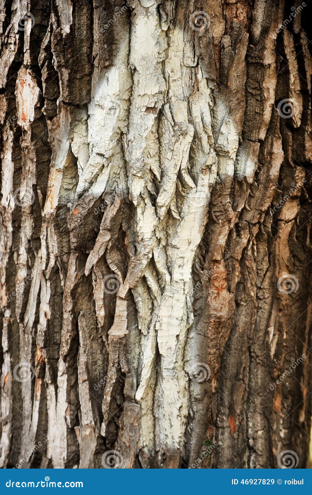 Arrow sign on a tree stock image. Image of direction - 46927829