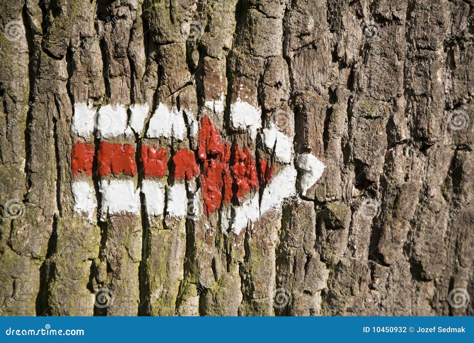 Arrow on the tree stock photo. Image of tree, environ - 10450932