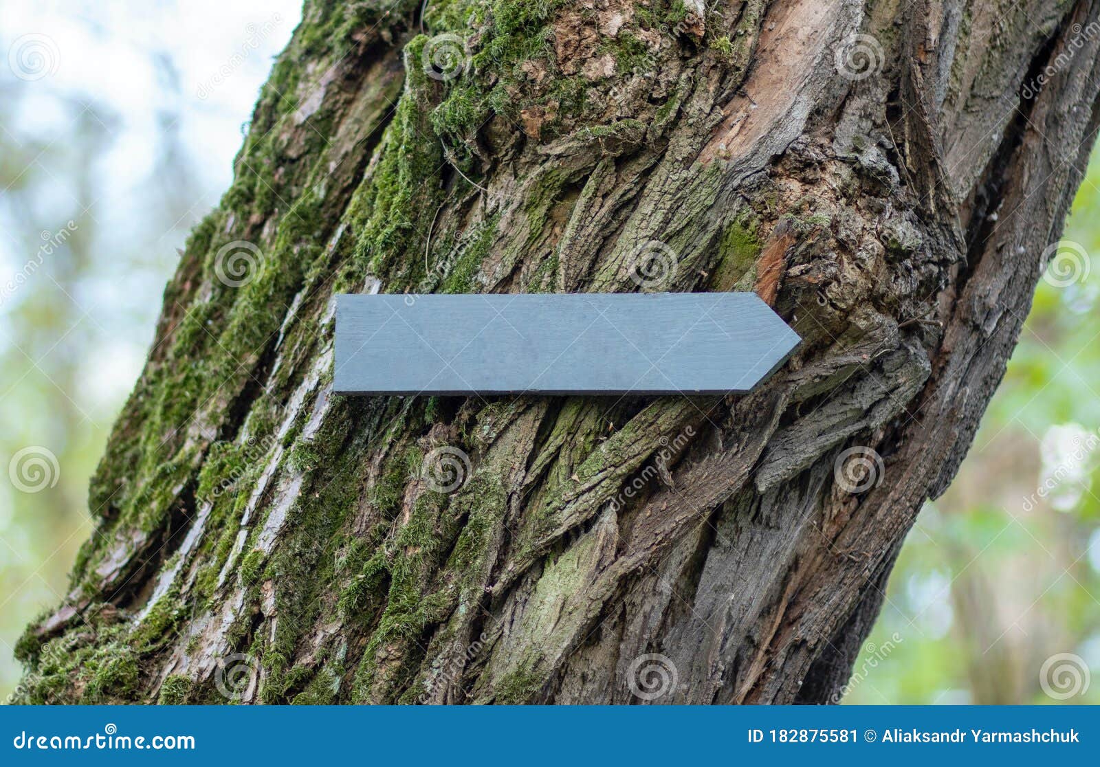 Arrow on a Tree in the Forest. Background with Copyspace Stock Image ...