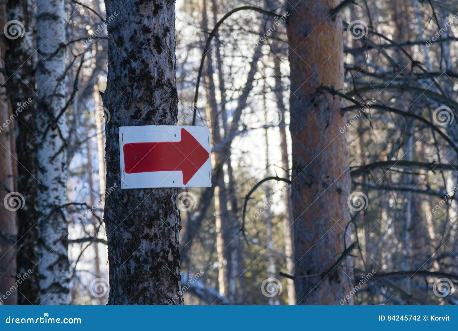 The Arrow on the Tree Pointer Stock Photo - Image of forward, label ...