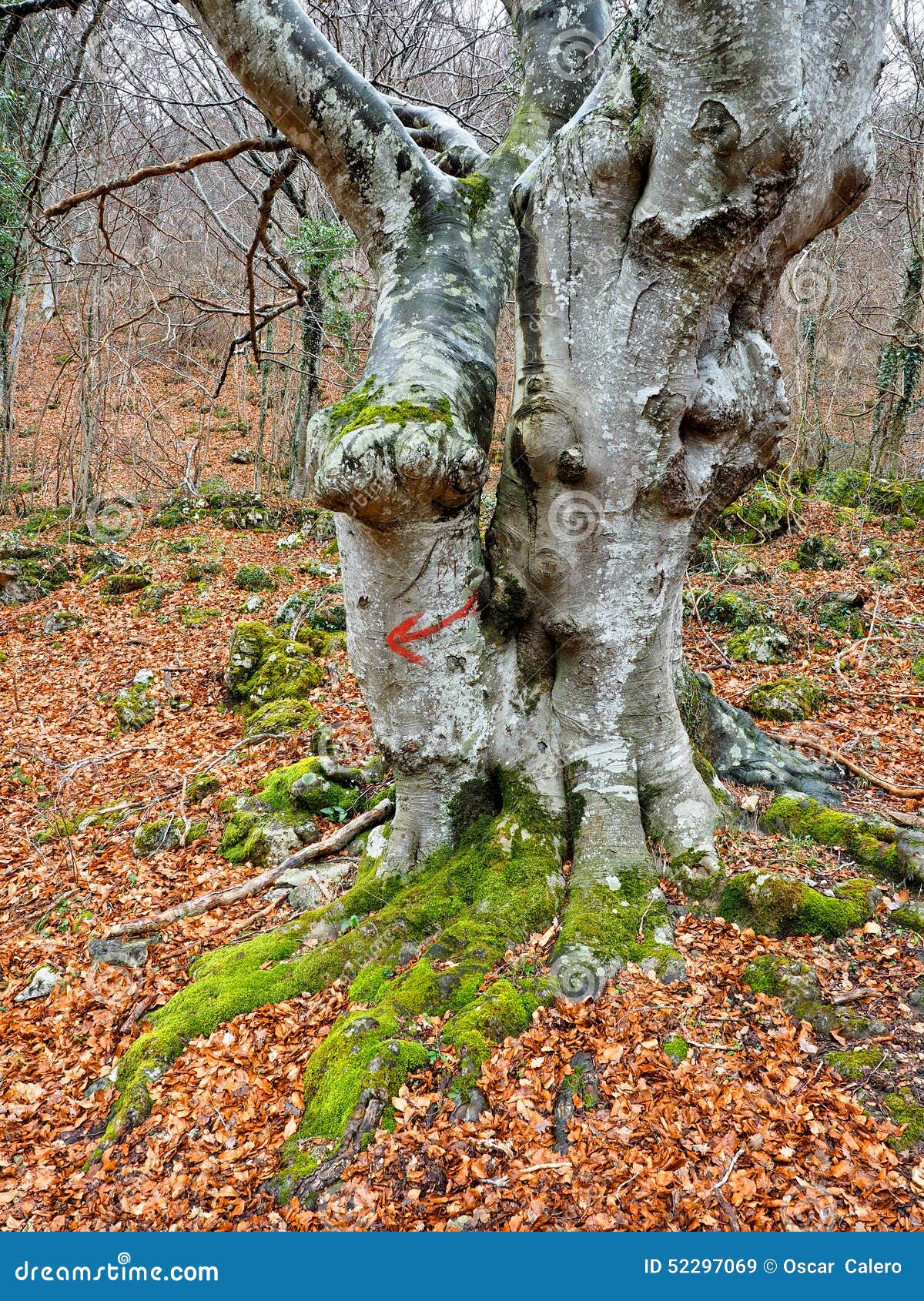 Arrow on a tree stock image. Image of excursion, sports - 52297069