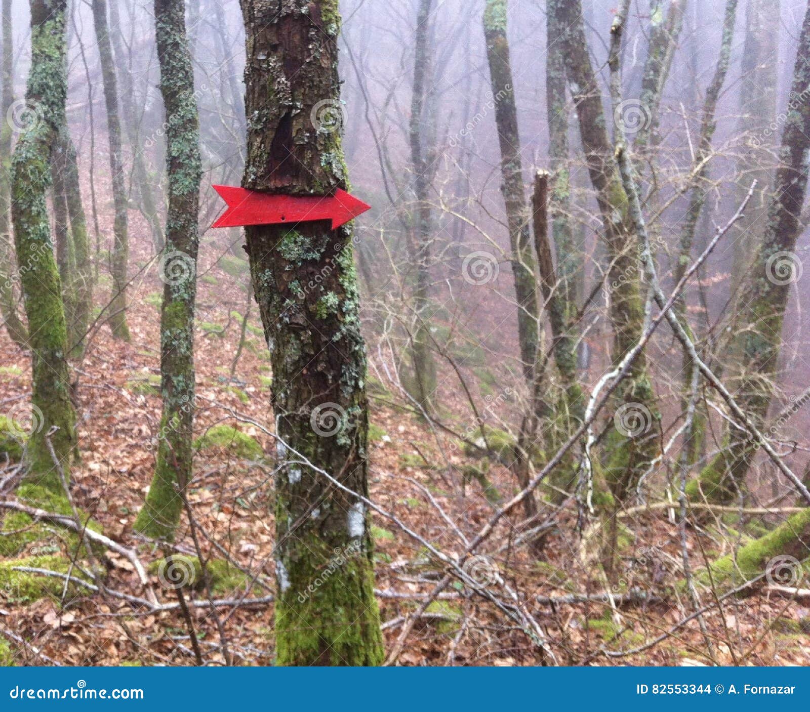 Arrow on the tree stock photo. Image of early, piece - 82553344