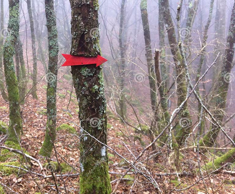 Arrow on the tree stock photo. Image of early, piece - 82553344