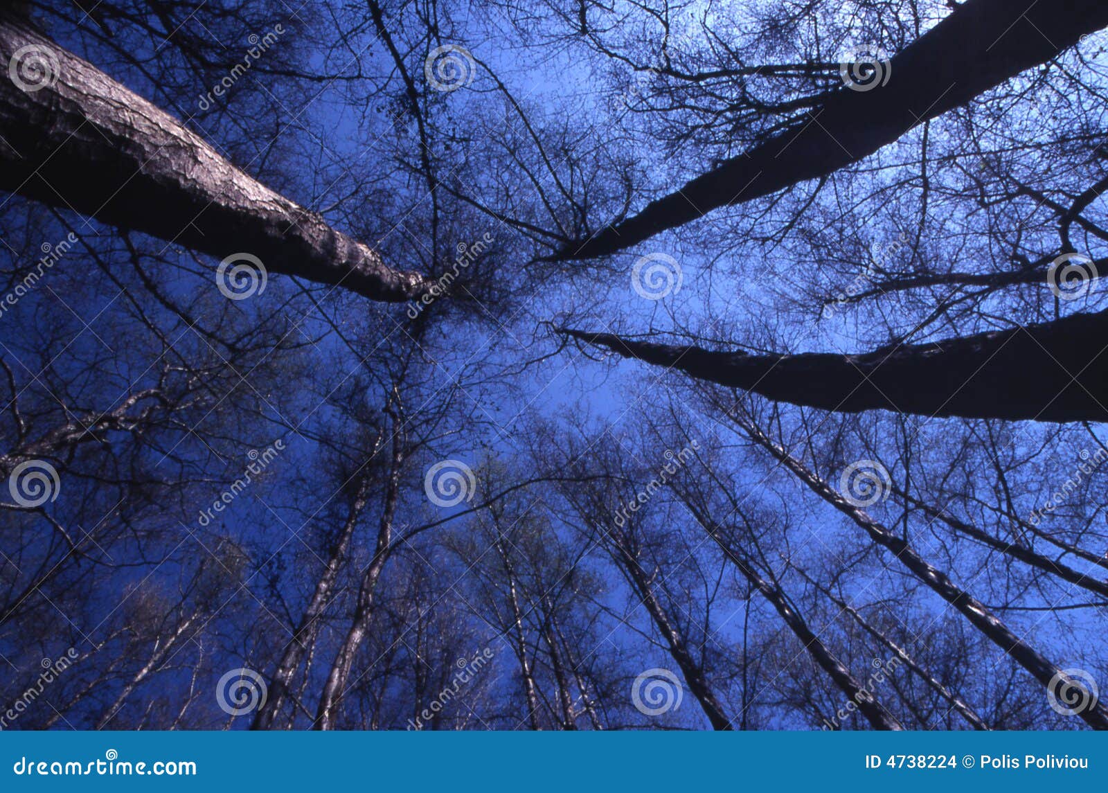 Arrow trees stock photo. Image of fungus, flora, nature - 4738224