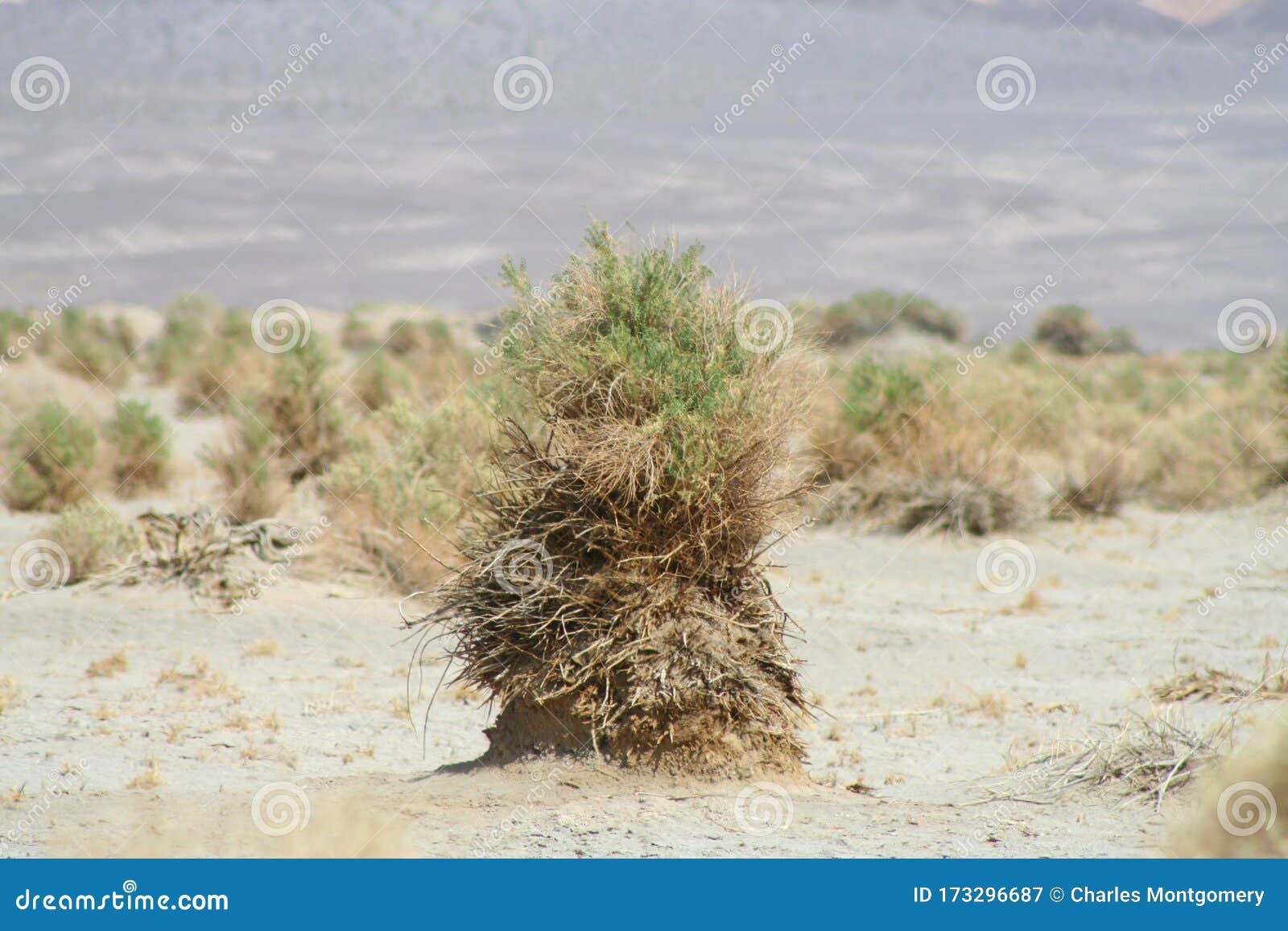 Arrow Weed CA 04059 stock image. Image of death, national - 173296687
