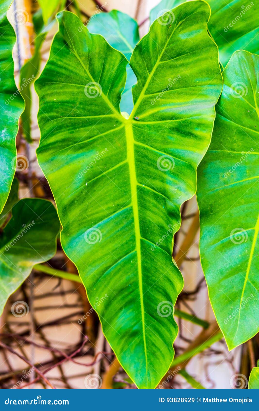 Arrowhead plant stock image. Image of tree, flower, wall - 93828929