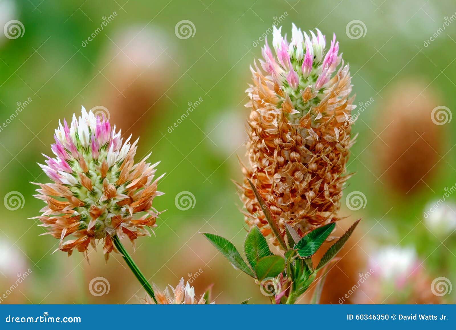 Arrowleaf Clover in the Field Stock Photo - Image of arrowleaf ...