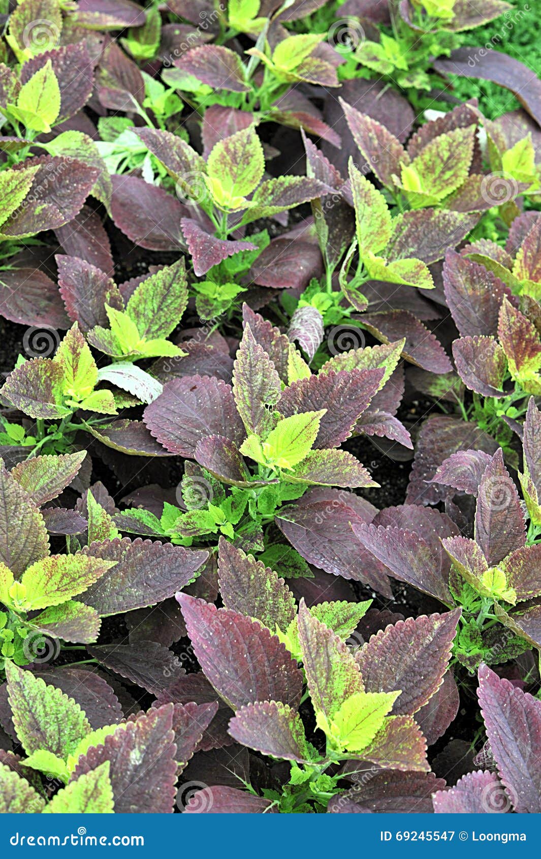 Arrowroot leaves stock image. Image of groundcover, nobodyannual - 69245547
