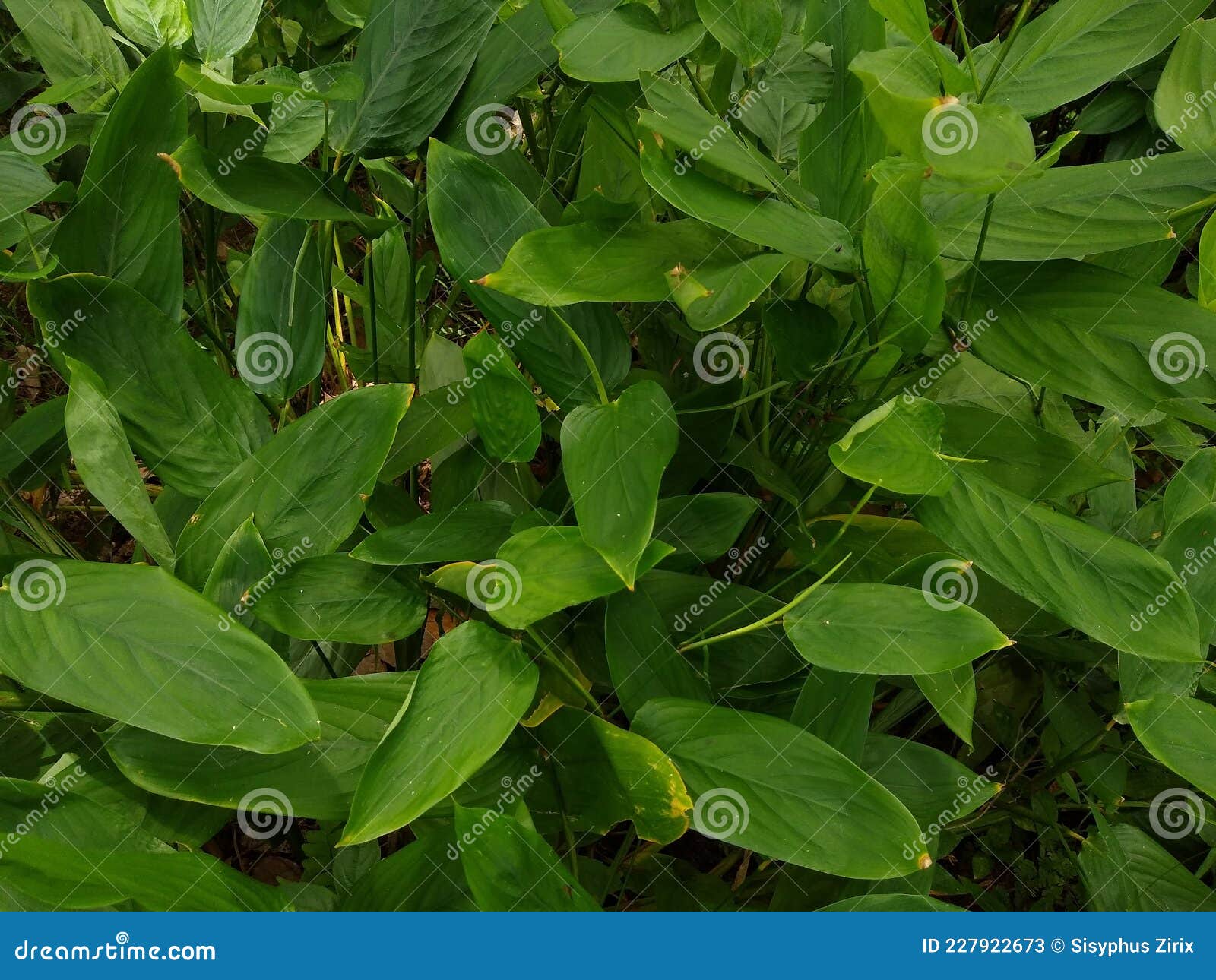 Arrowroot Plant Growing in a Garden, Green Background Stock Image ...