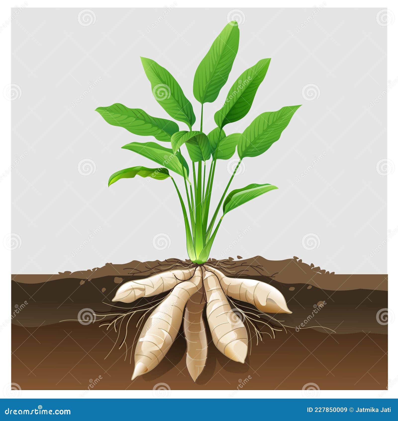 Arrowroot tuber plant stock vector. Illustration of dessert - 227850009 Arrowroot tuber plant stock vector. Illustration of dessert - 227850009