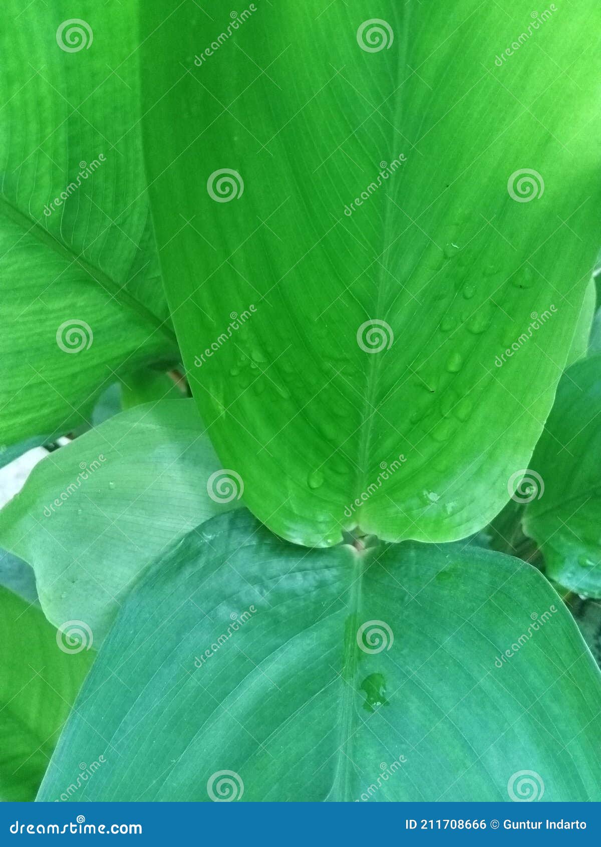 Arrowroot is a Type of Herb that Produces Edible Tubers. Stock Photo ...