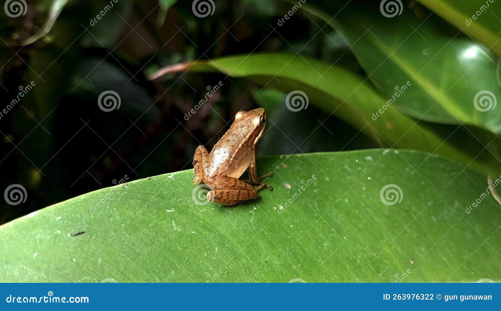 Arrowroot West Java - a Frog on a Leaf this Morning Stock Photo - Image ...