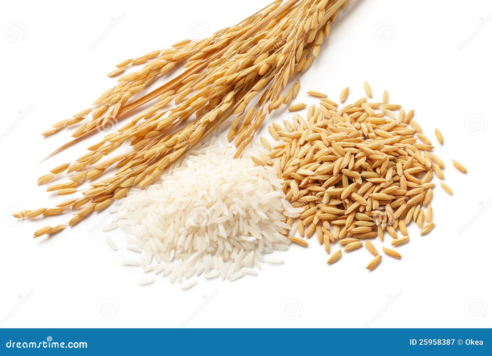 Arroz con los granos imagen de archivo. Imagen de aislado - 25958387