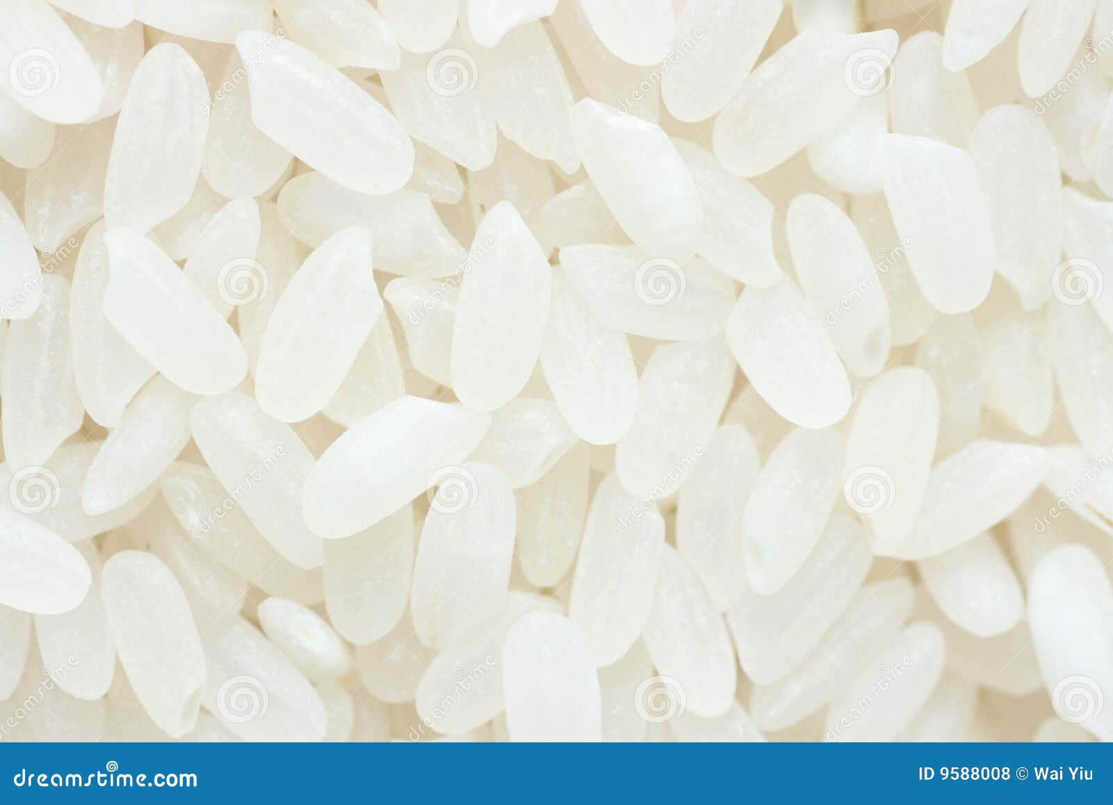 Arroz corto del grano foto de archivo. Imagen de agricultura - 9588008