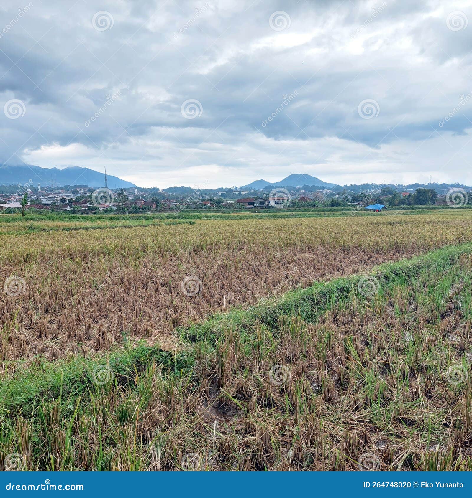 Arroz Em Campos De Arroz Paddy Colhidos Foto de Stock - Imagem de campo ...