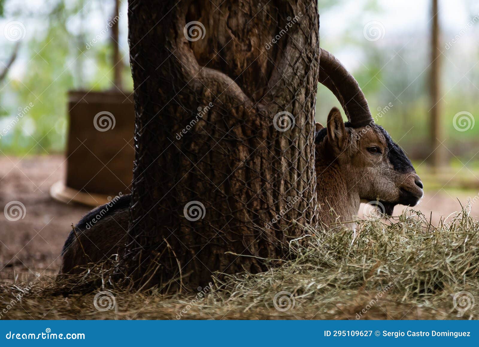 Arruí stock image. Image of nature, forest, branch, wood - 295109627