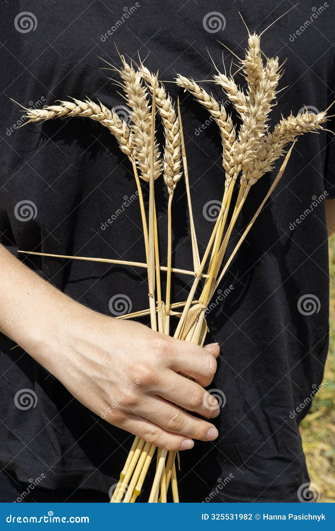 Ars of Corn in Memory of those Killed during Holodomor in Ukraine in ...