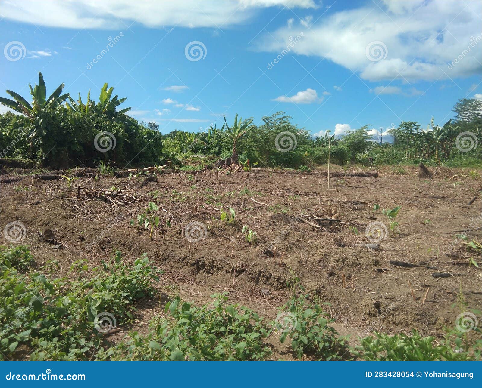 In Arso 2 in the Kerom District of Papua Indonesia Stock Photo - Image ...