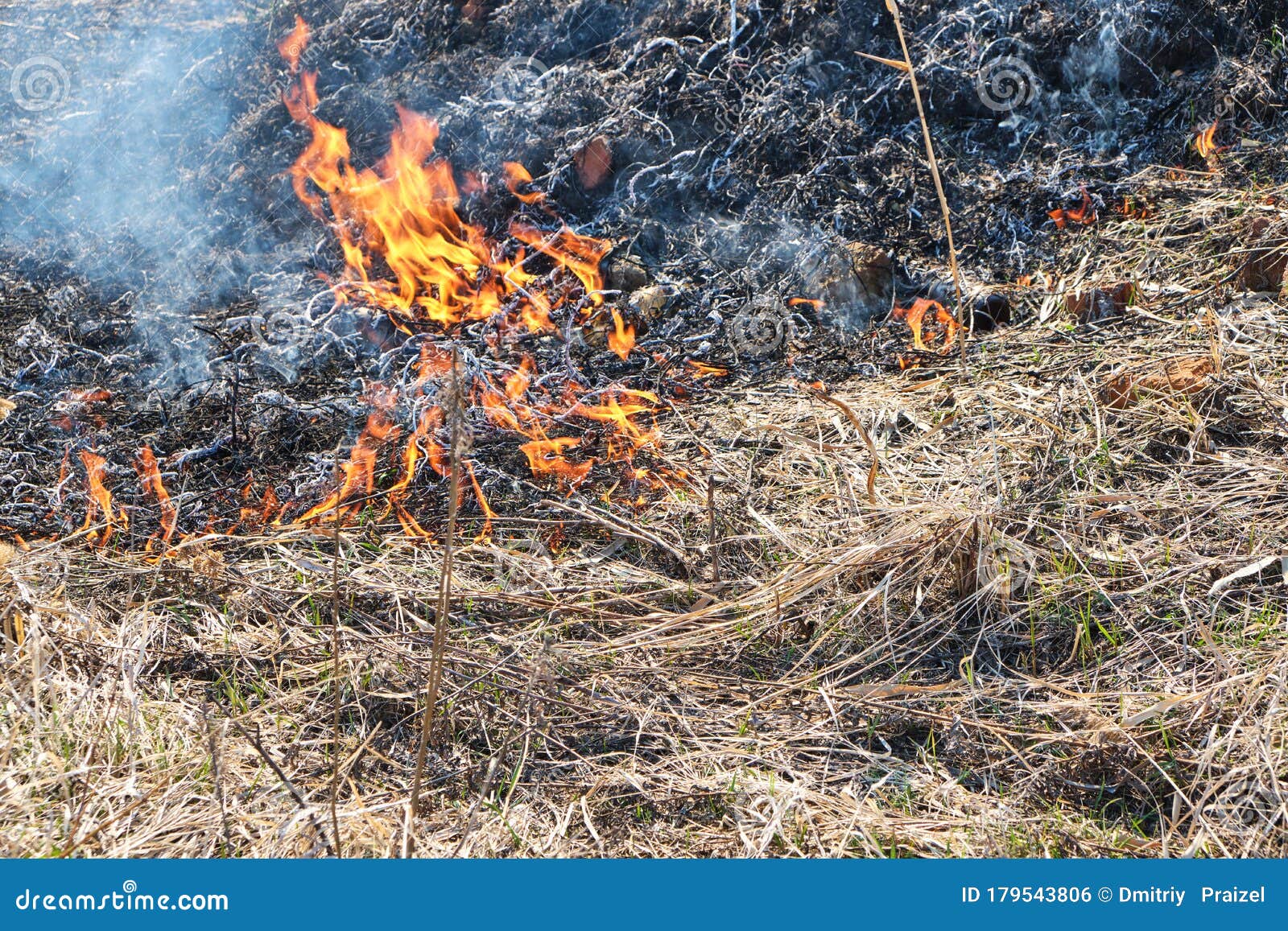 Arson of Dry Grass and Reeds, Fires of Environmental Pollution Stock ...