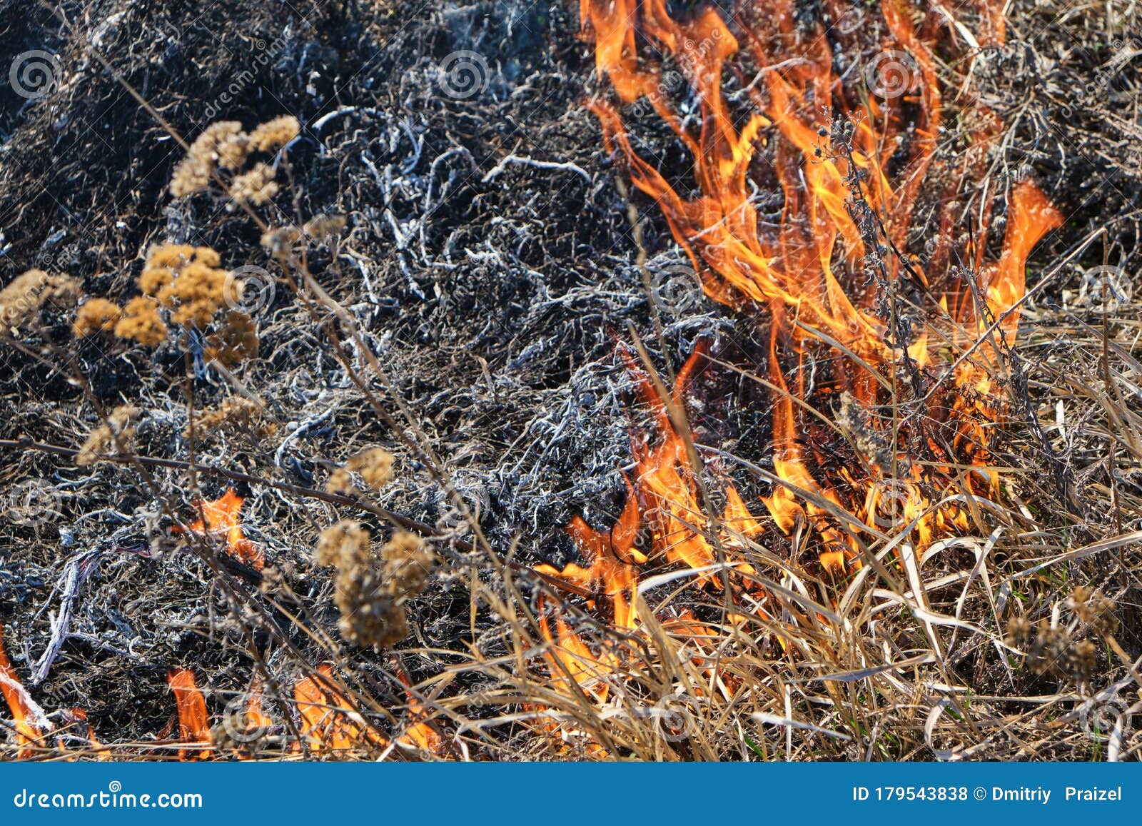 Reeds Arson Consequence, Human Irresponsibility, Flora And Fauna Damage ...