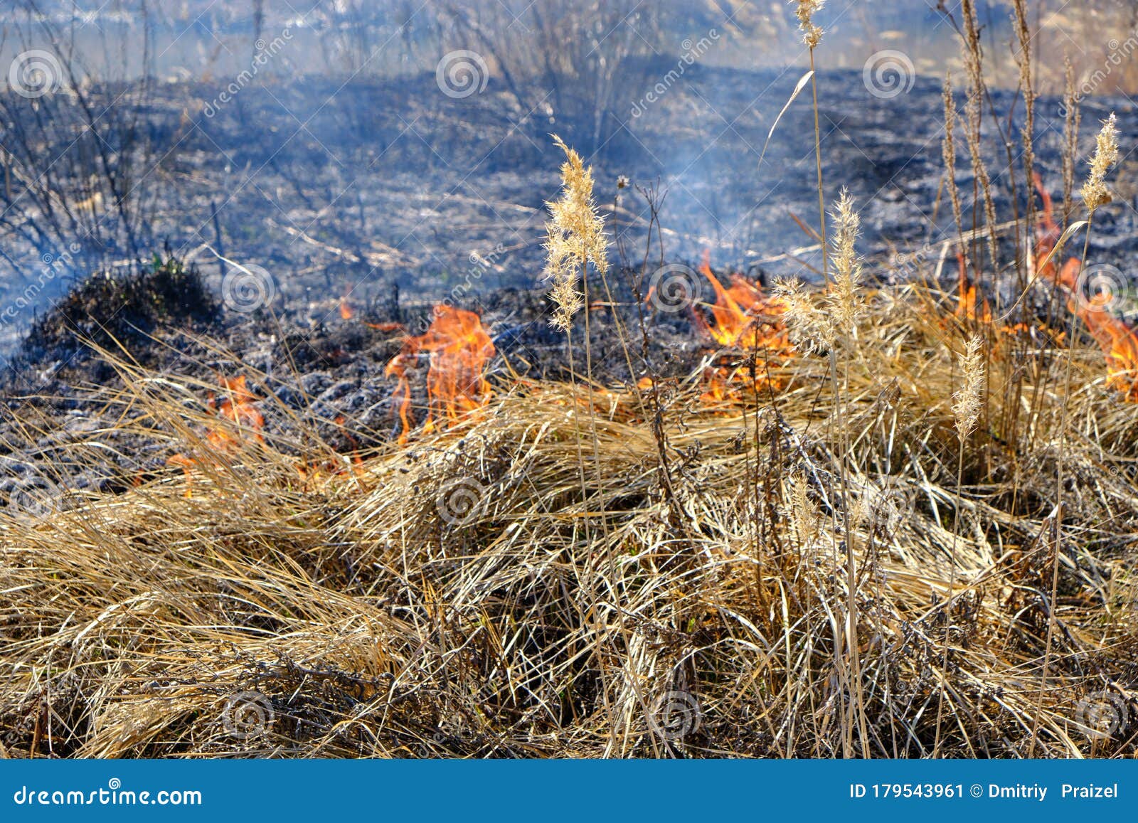 Arson of Dry Grass and Reeds, Fires of Environmental Pollution Stock ...