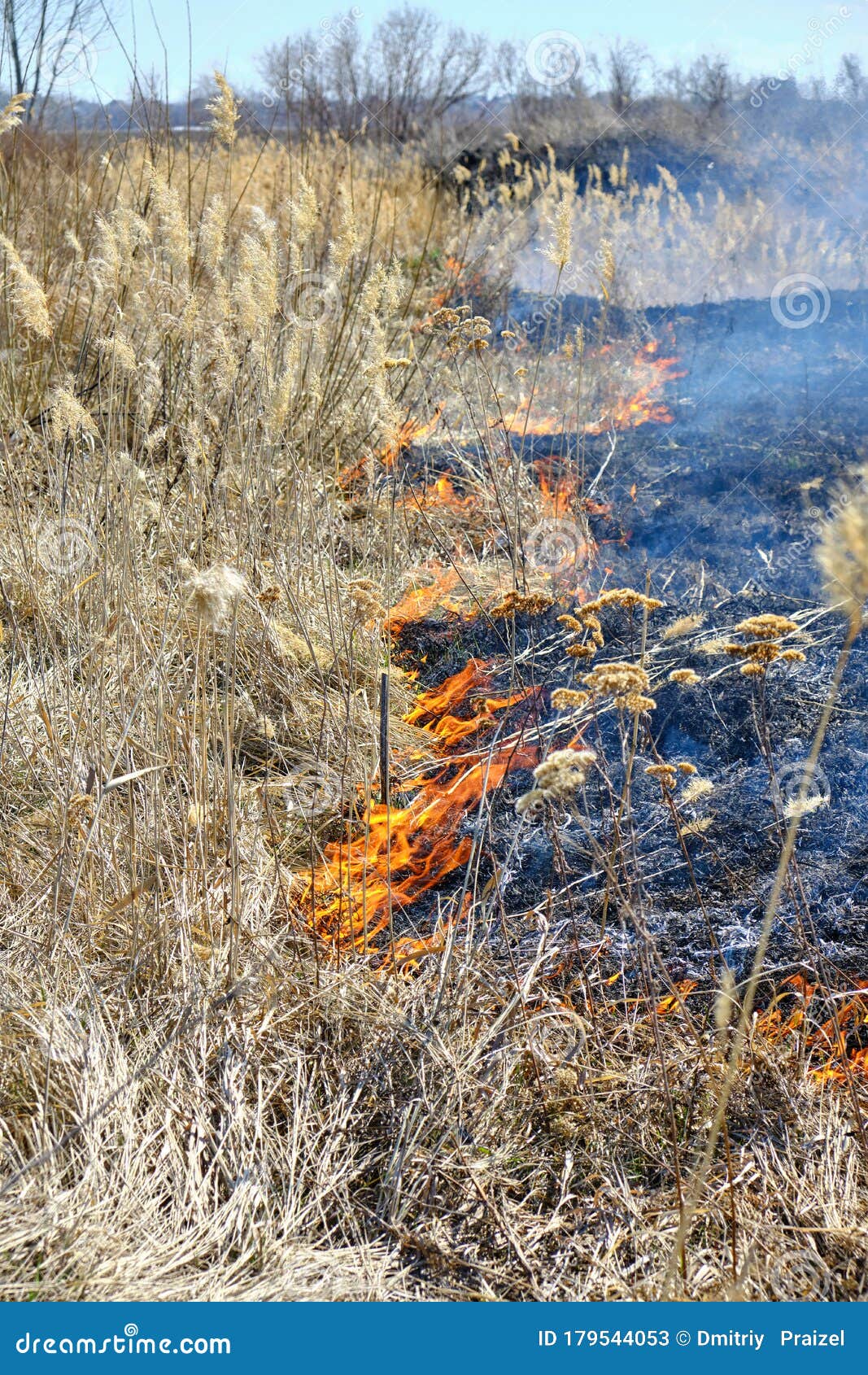 Arson of Dry Grass and Reeds, Fires of Environmental Pollution Stock ...