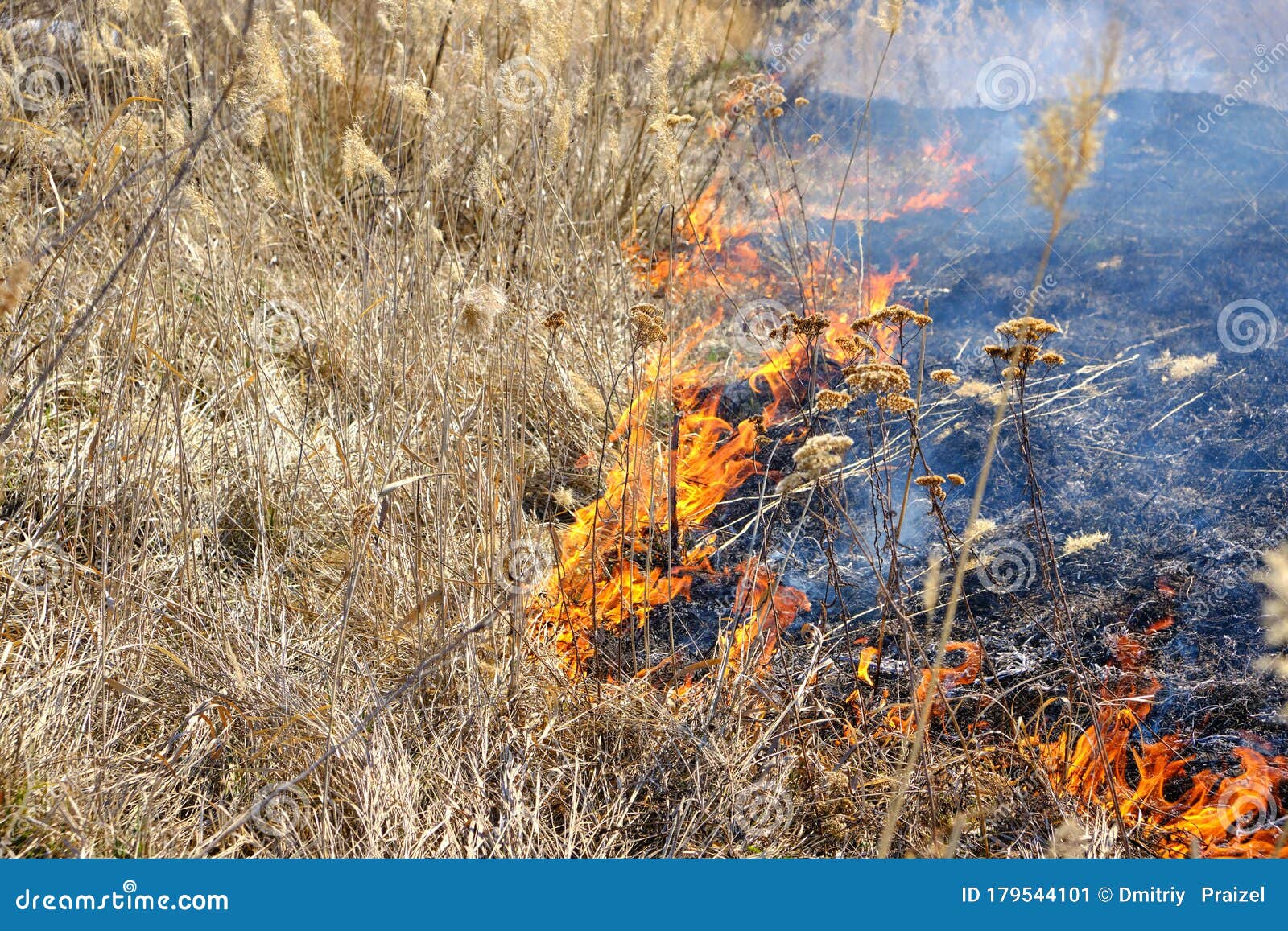 Arson Dry Grass. Burning Grass And Trees. Strong Flame And Smoke ...