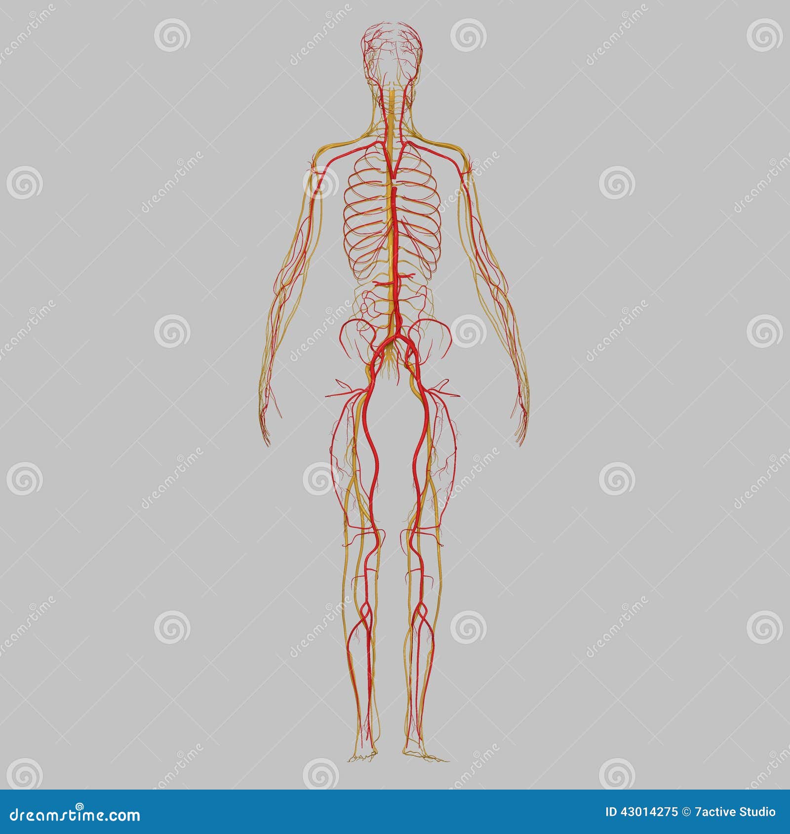 Artärer och nerver stock illustrationer. Illustration av systemet ...