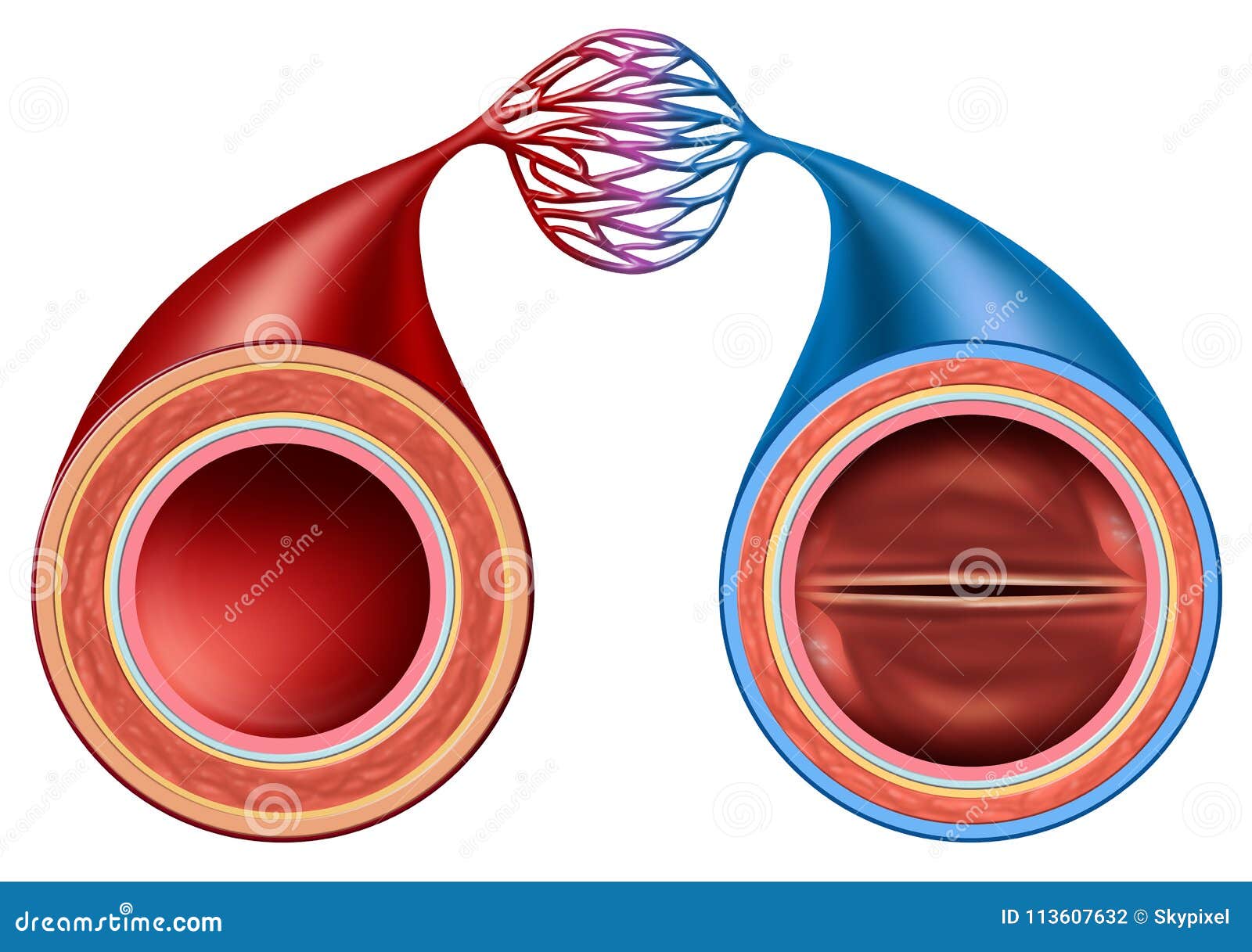 Artère et veine illustration stock. Illustration du cardiovasculaire ...